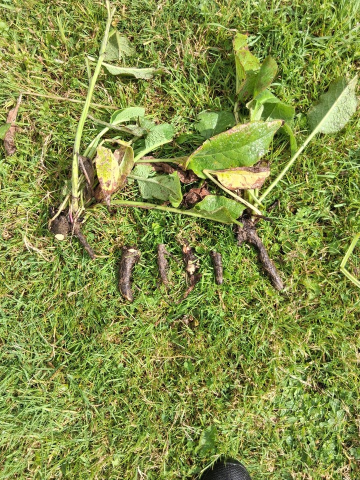 Comfrey Bocking 14 roots Organic Approx 5cm Cutting X5 Liquid Feed ...