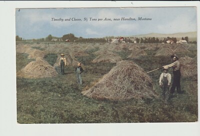 POSTCARD TIMOTHY & CLOVER 5.5 TONS PER ACRE NEAR HAMILTON MONTANA | eBay