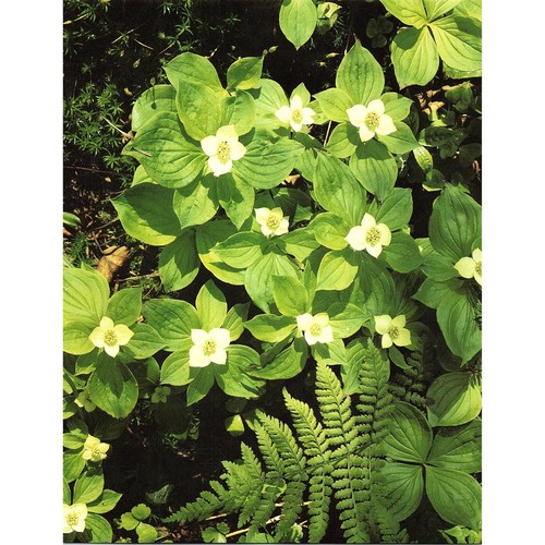 Great White Trillium During The Day 1980s Art Print Retro Kitsch Wall Art SE6 | eBay