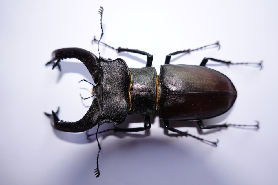 lucanus cervus cervus 85,50mm!!! XXL Spain | eBay