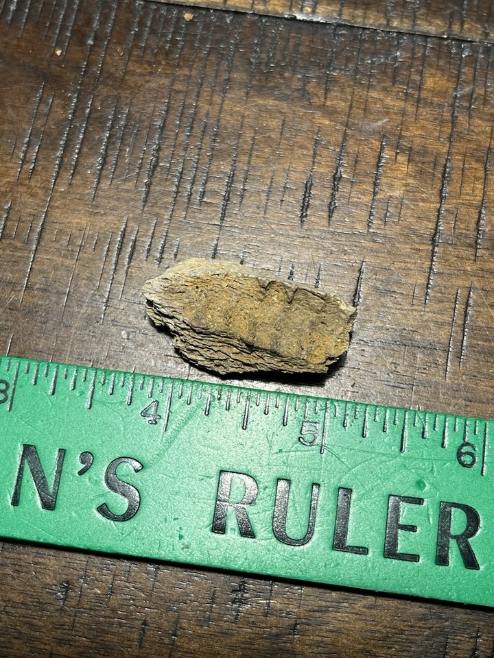 Tiny Juvenile Dinosaur Jaw Fossil Hell Creek SD Pachy Thesc? | eBay