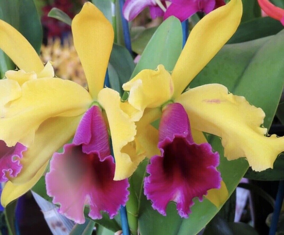 C. Luminosa 'Sun God' 4N x self, Seedling , Rare Orchid, Real Houseplant | eBay