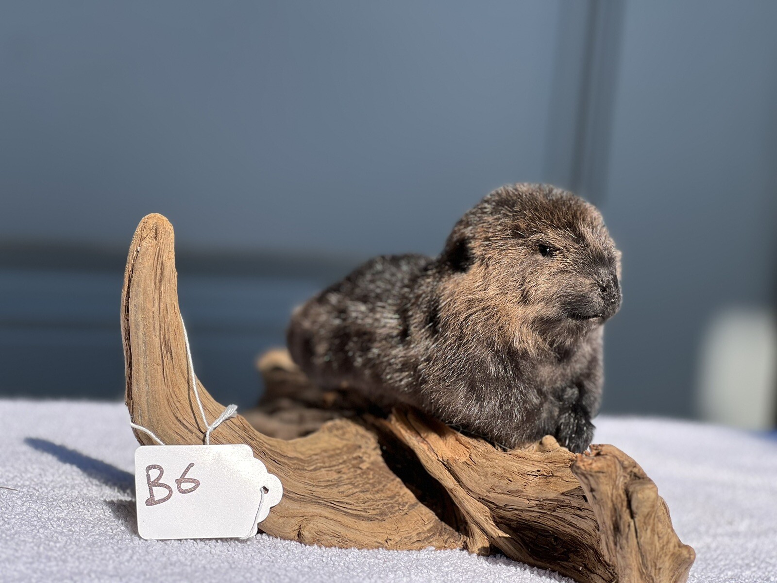 Museum Quality Beautiful Adorable Fatty Beaver Kit Taxidermy Mount Art ...