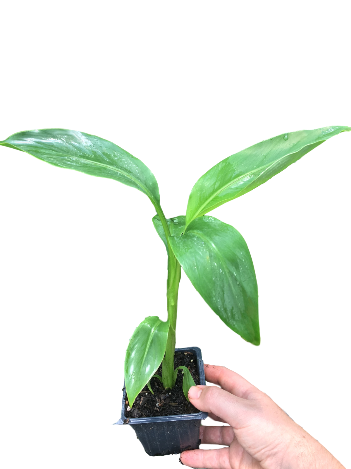 3 Musa Basjoo Hardy Banana Tree in 4 inch pot. 3 pots plants, one plant ...