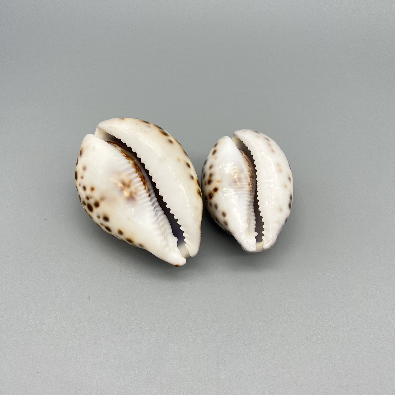 Shells Tiger Cowry Cameo Carved Flower Natural Ocean Cowrie Seashell ...