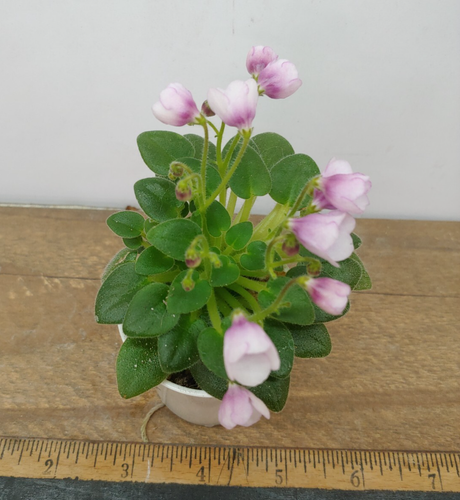African Violet Plant -- SimSim Tiny Bells ~ micro mini in bloom ~ actual Plant | eBay