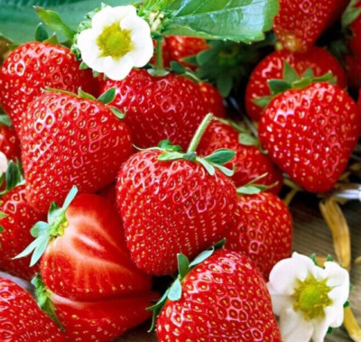 10 X ALPINE STRAWBERRY SEEDS-HEIRLOOM VARIETY-OLD HERITAGE- BERRY FRUIT ...