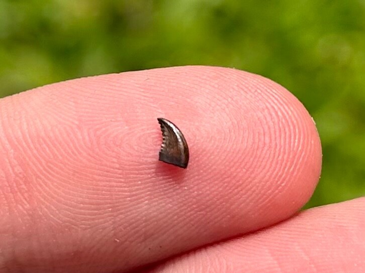 RARE Troodon Dinosaur Tooth Theropod Hell Creek Fossil Cretaceous ...