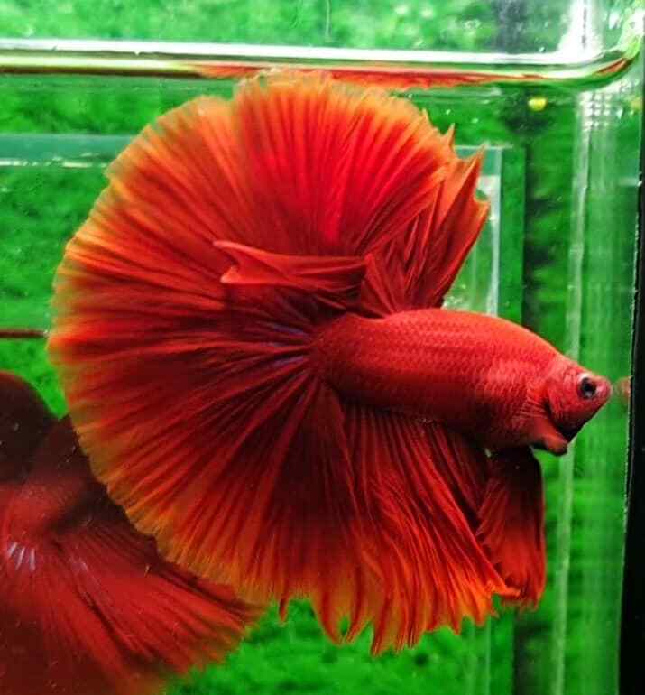 Live Betta Fish - High Quality Grade A++ HM Super Red Chili | eBay