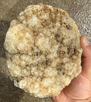 Fossilized Indiana Geode Quartz Crystal Whole Agate crinoid calyx 8 Lbs ...