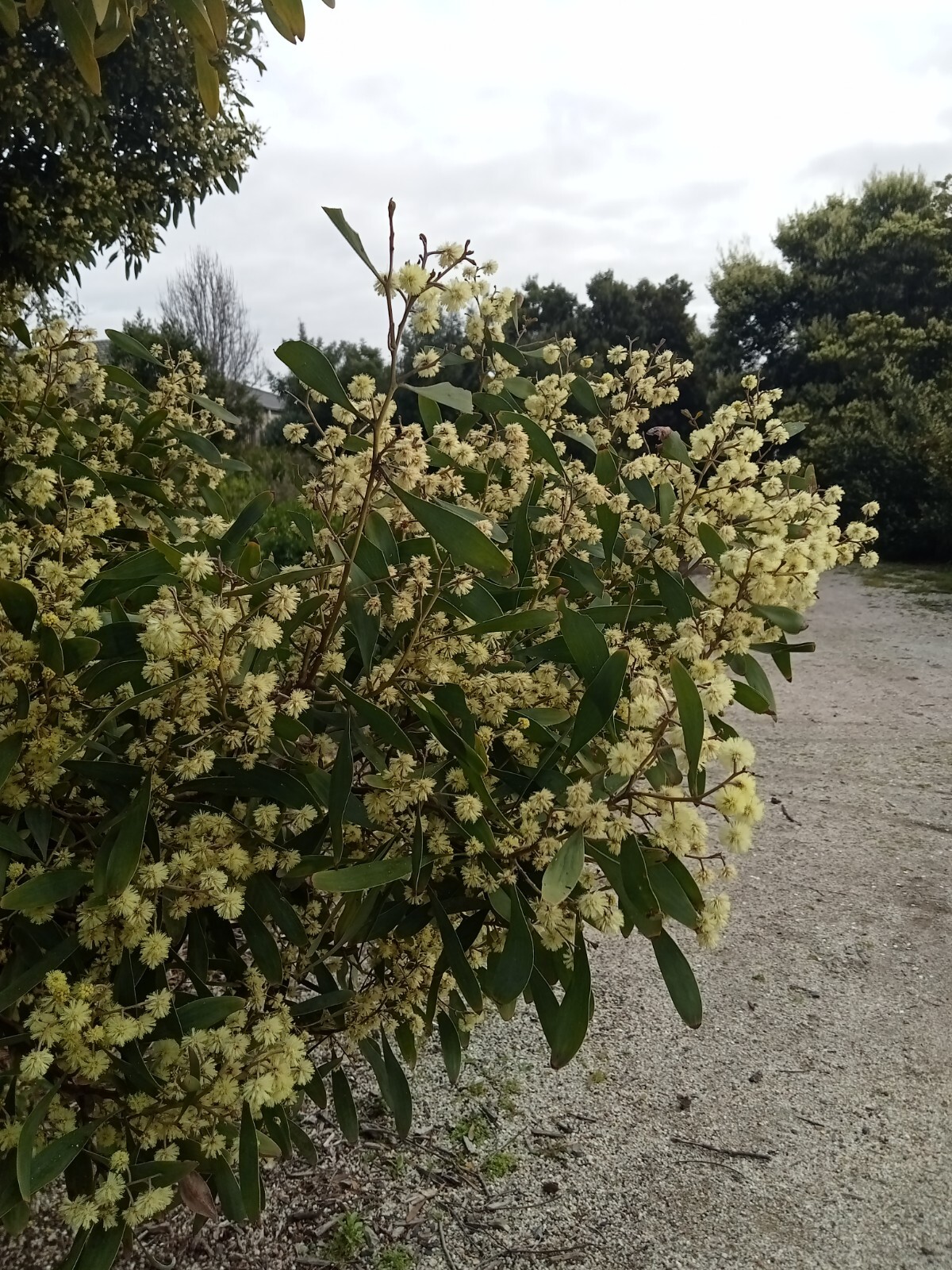Wattle Plant Seeds ( Blackwood Acacia melanoxylon) Native Victorian ...