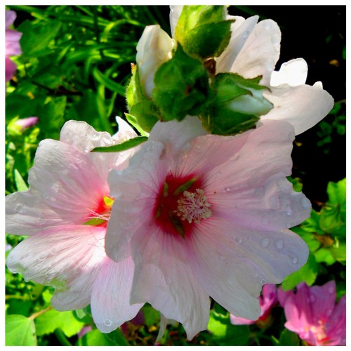 Lavatera Clementii Barnsley Baby / Tree Mallow, In 2L Pot, Stunning ...