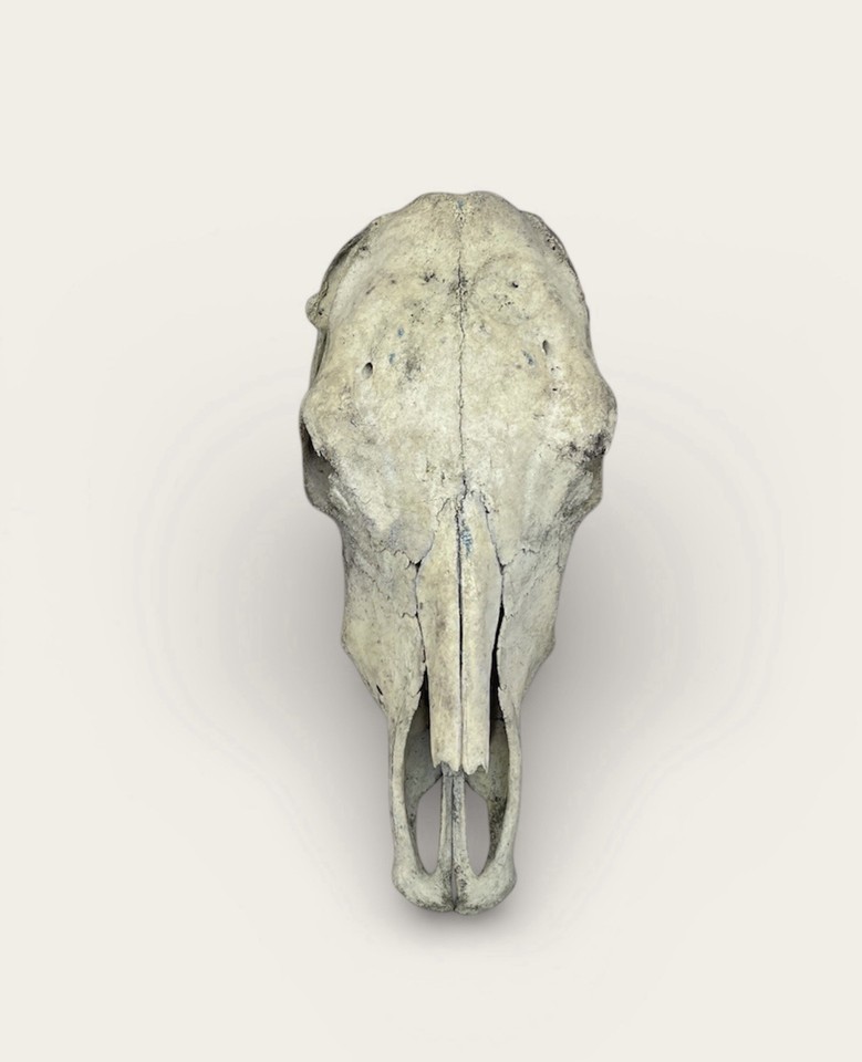 Real Cow Skull Authentic Western Decor Craft Man Cave Bones | eBay