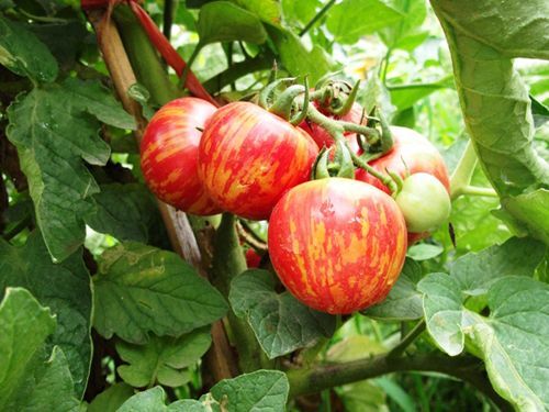 1 Pack 200 Red Stripe Tomato Seeds Vegetable Organic Heirloom | eBay