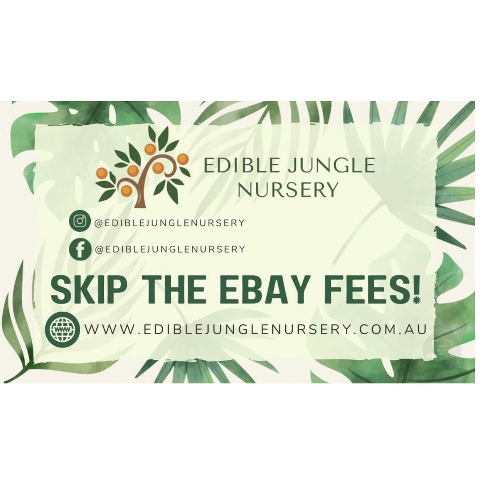 FRANGIPANI / Plumeria Fruit Salad (20-25cm Cutting) | eBay Australia