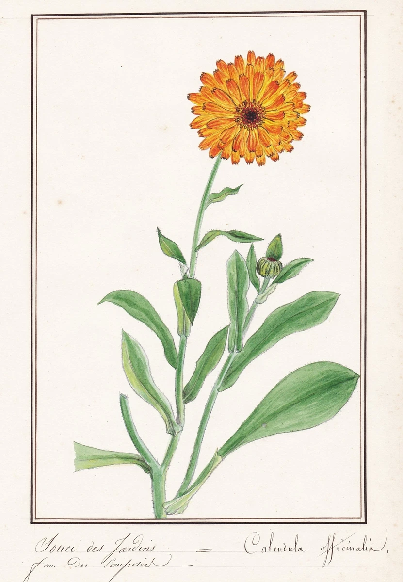 Calendula Botanical Drawing