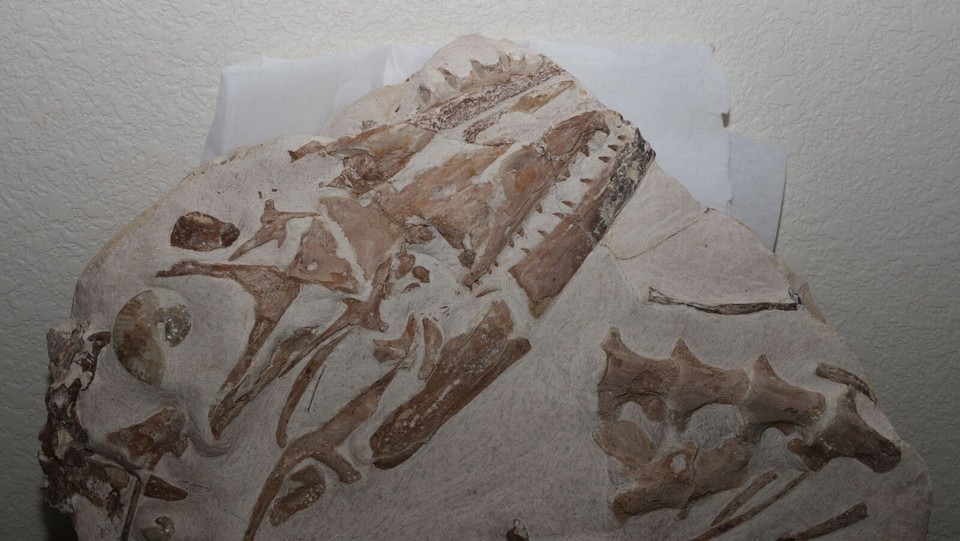 Tethysaurus Skull Skeleton Bones Mosasaur Dinosaur Age Fossil ...