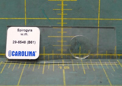 Carolina Biological Supply Co. Multiple Chloroplast Spirogyra ...
