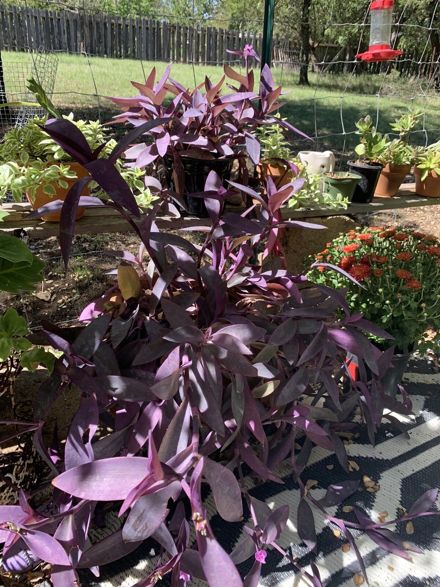 Purple Heart Plant