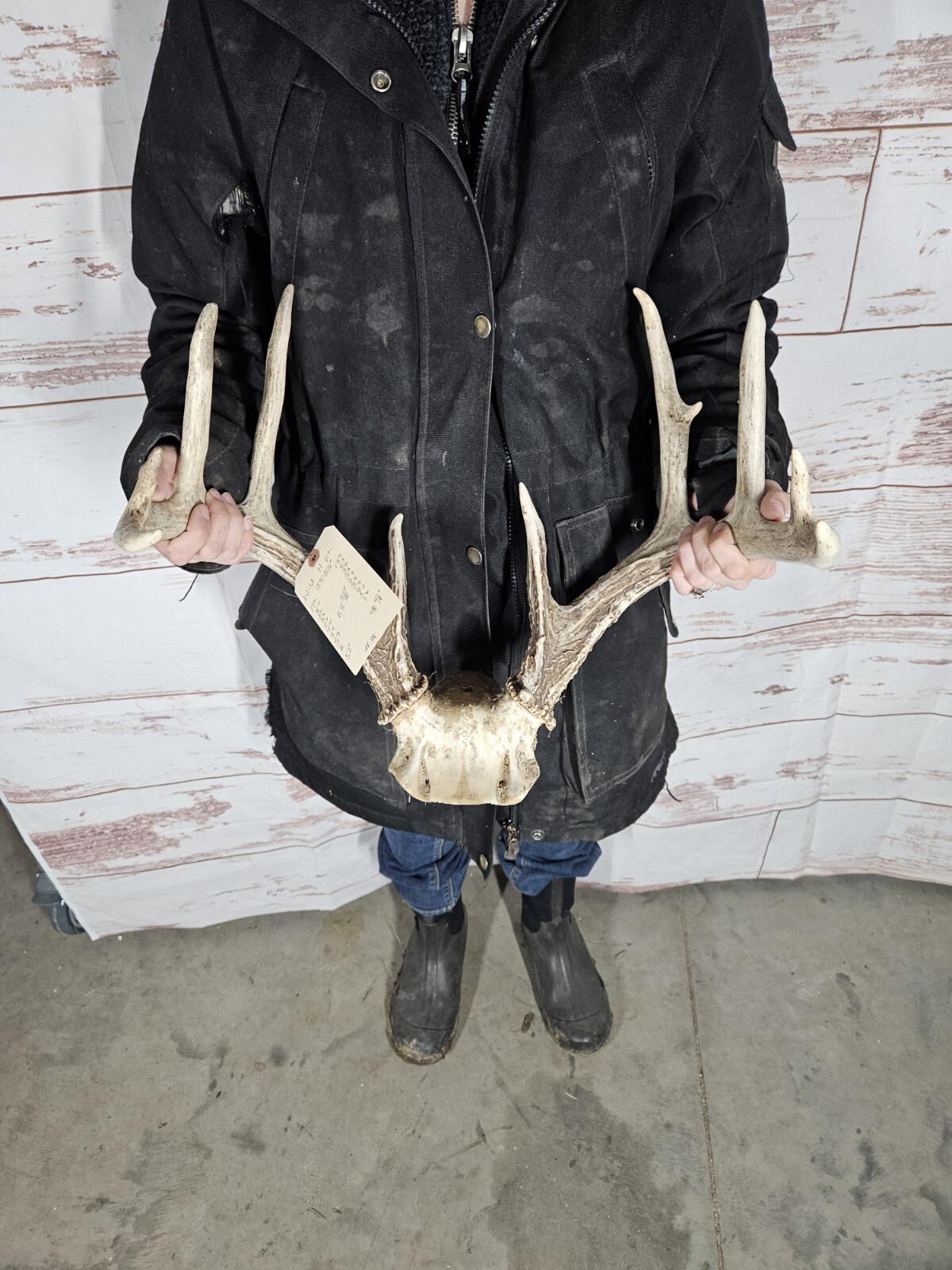 Wild 11 Point Whitetail Deer Antler Rack Horn Skull Plate 115 ...