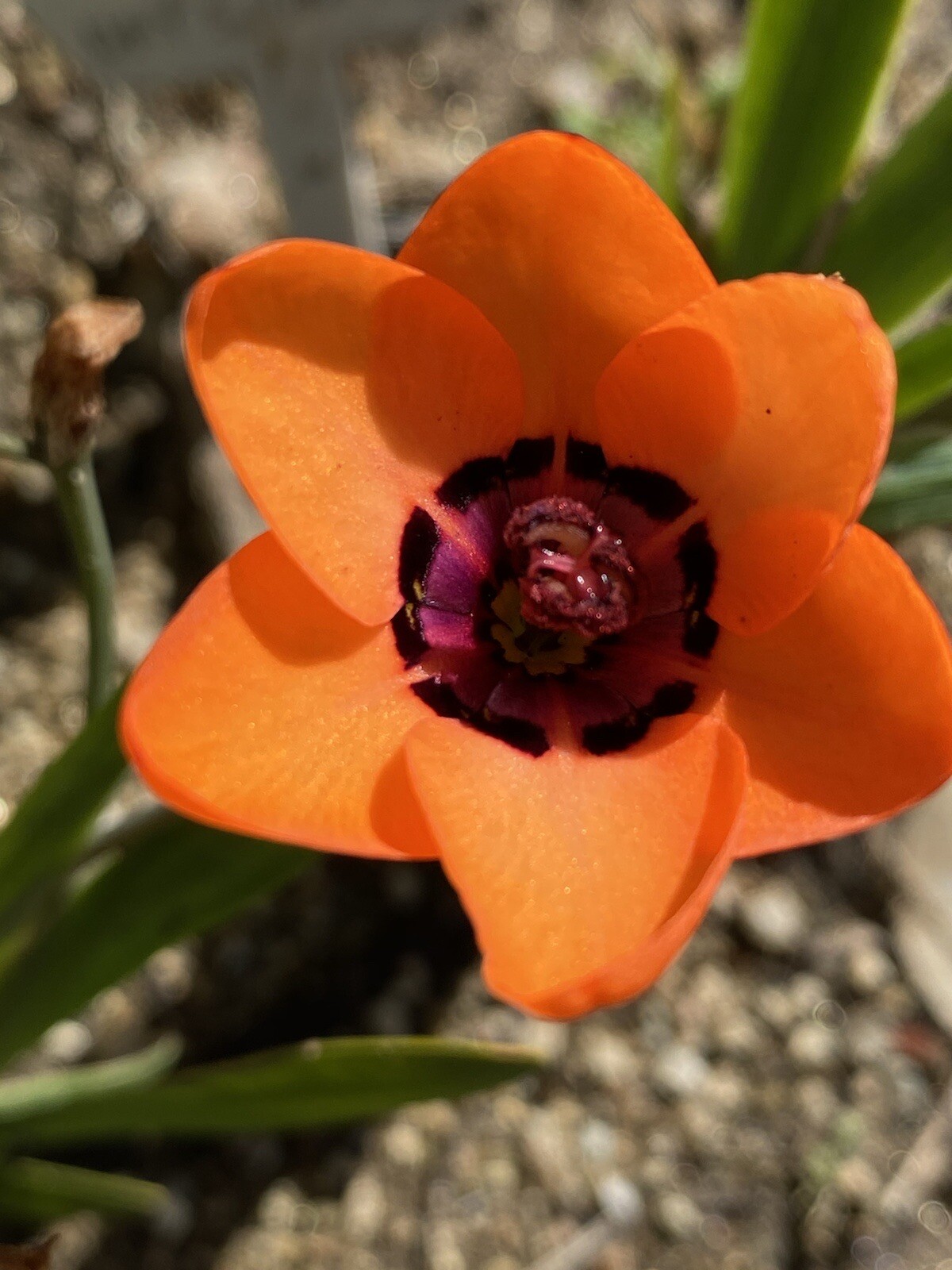 SPARAXIS Elegans rare 10 fresh 2024 harvested seeds Winter / spring ...