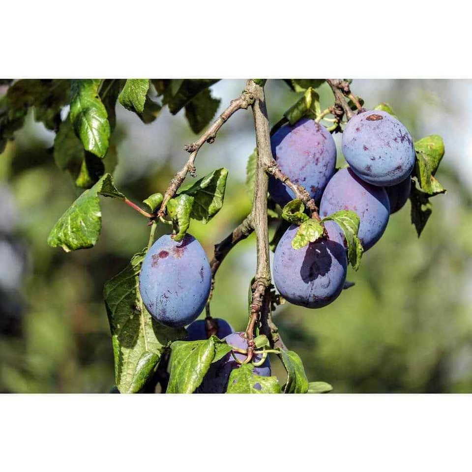 3 Ft. Dwarf Italian Plum Tree Bare Root Prunus cocomilia 7445008562595 ...