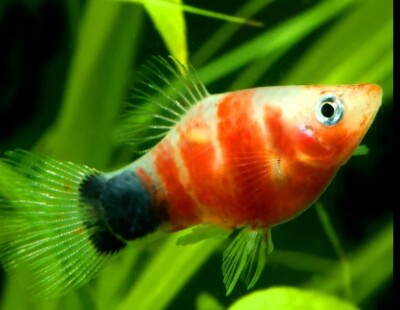 Red Tiger Platy | eBay