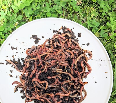 1/2 Lb Mix Red Wigglers And European Nightcrawlers--Free Shipping | eBay