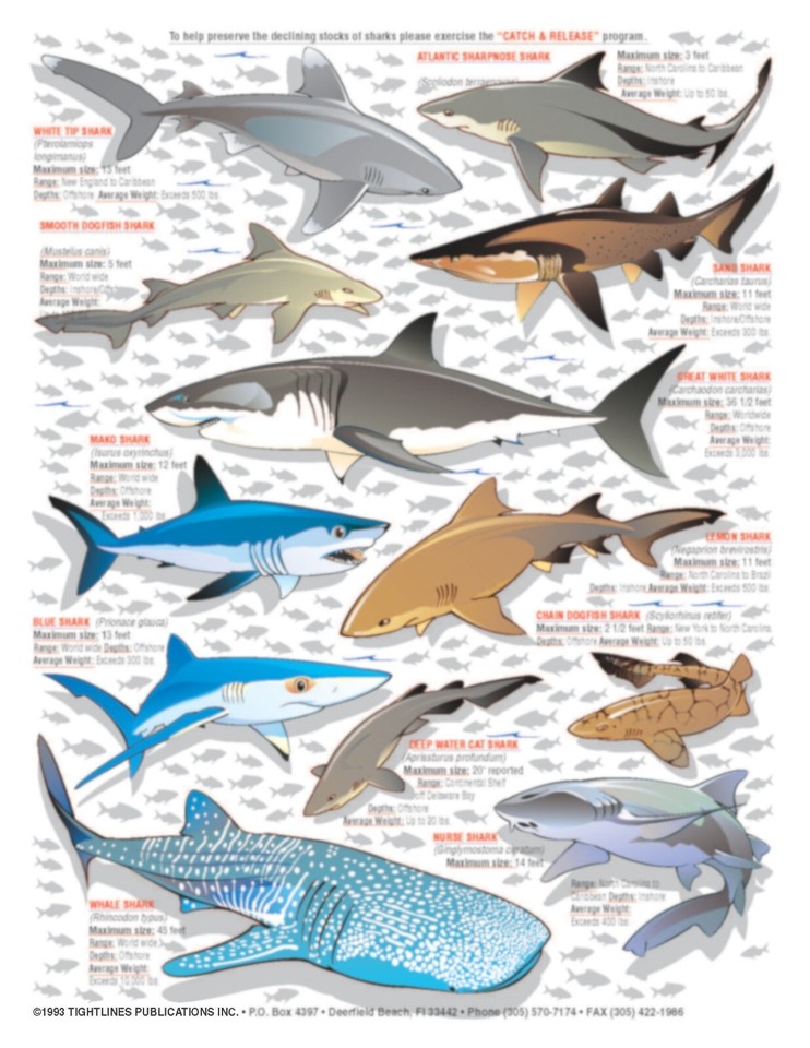 Sharks Identification #1 - Waterproof Quick Reference Guide | eBay