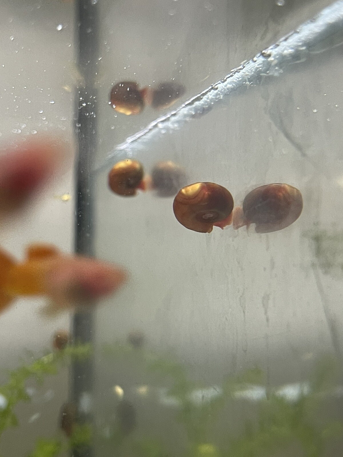 10+ red foot Ramshorn Snails USA breeder | eBay