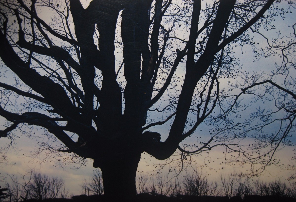 Sugar Maple Tree Silhouette