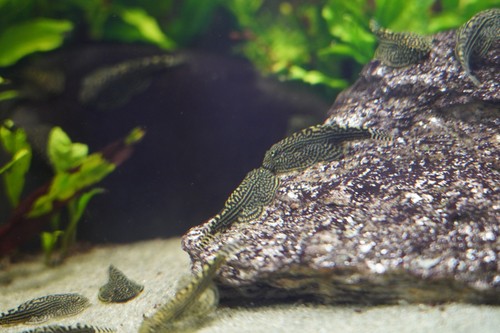 PACK OF 5 - Striped Butterfly Reticulated Tiger Hillstream Loach Algae ...