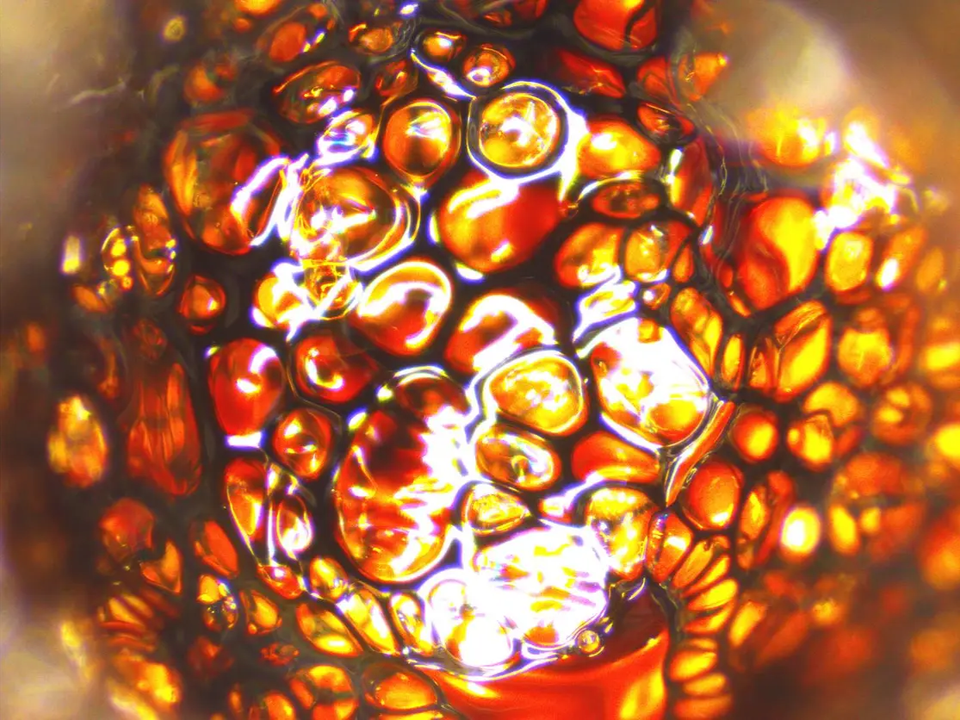 AmScope MU1803-HS Microscopy Camera/ Microscope trinocular mount camera ...