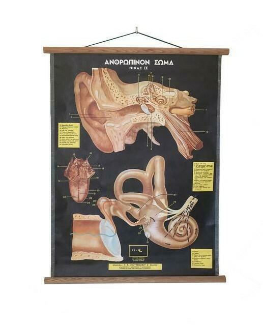Vintage Human Ear Anatomy, Ear Anatomy Pull | Grelly USA
