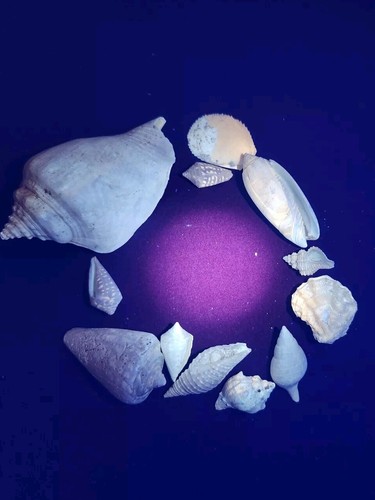 Florida Fossil UV Fluorescent Shells Lot (Several Extinct) FS57 | eBay