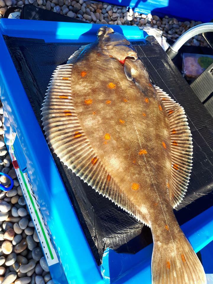 3 HOOK Loop Rigs (Portsmouth rig) with BREAKAWAY IMPS ** PACK OF 5 RIGS ...