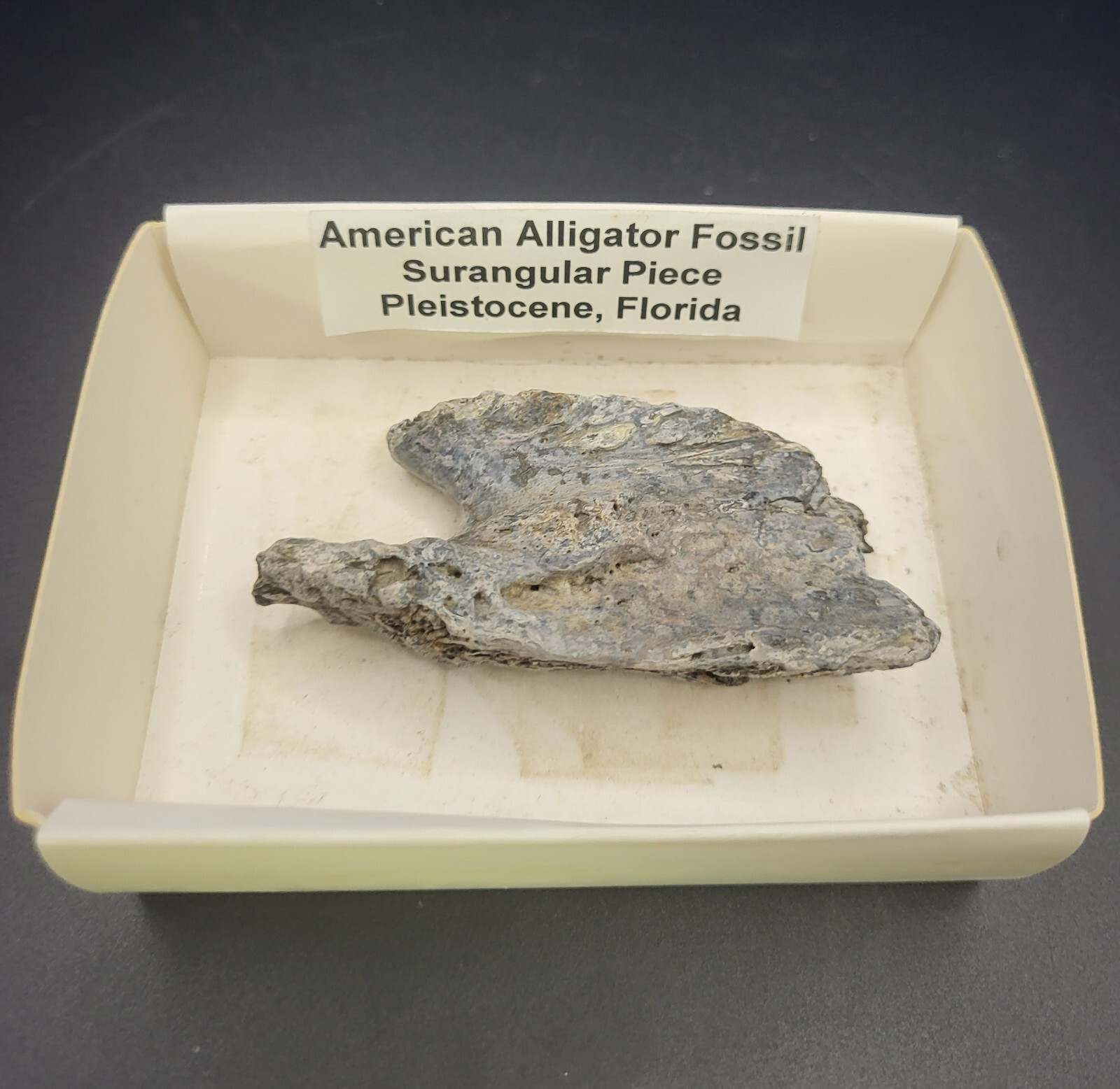 Fossil Alligator mississippiensis - Ice Age of Florida (REAL) AF8 | eBay