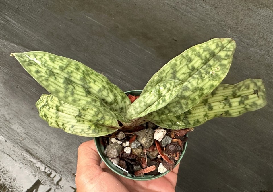 RARER GREEN PARVI VIETNAM PAPH ORCHID SPECIES jackii BS plant | eBay