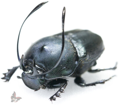 Proagoderus gibbiramus-Male-EXTRA LARGE HORNS,beetle | eBay
