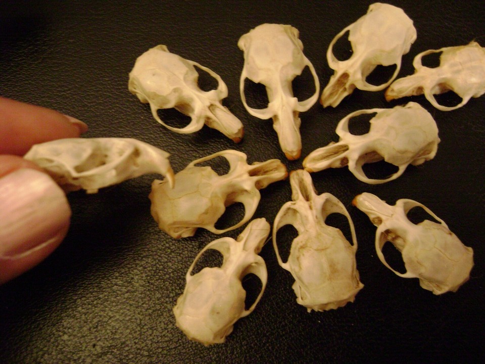 10 REAL MOUSE SKULLS for steampunk jewelry or magic wands TAXIDERMY LOT ...