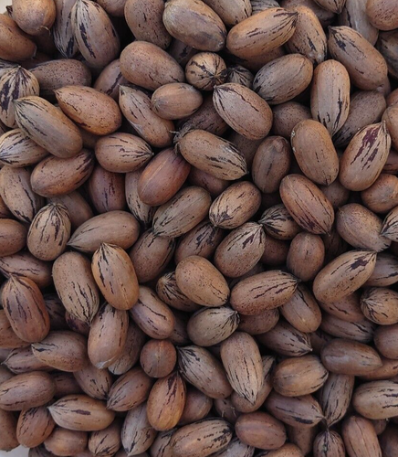 10 lbs. - WHOLE PECANS - 2025 - ORGANIC - TEXAS NATIVE - DELICIOUS | eBay