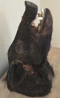 Vintage Massive Wild Boar Pig Hog Head Shoulder Mount Taxidermy Cabin ...
