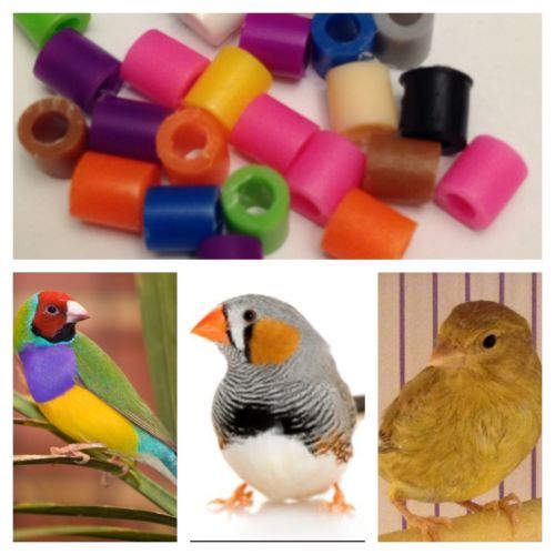 100 Bird Leg Bands Canary Leg Bands Finch Leg Bands bird leg rings 2 ...
