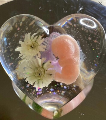 Fetal stages silicone rubber mold, Week 5,6,7,8 and 12 weeks. | eBay