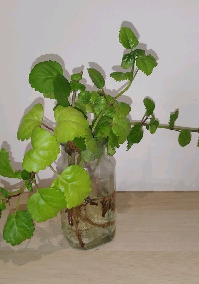1x Swedish Ivy Rooted Cutting, Indoor Trailing Houseplant. Spanish ...