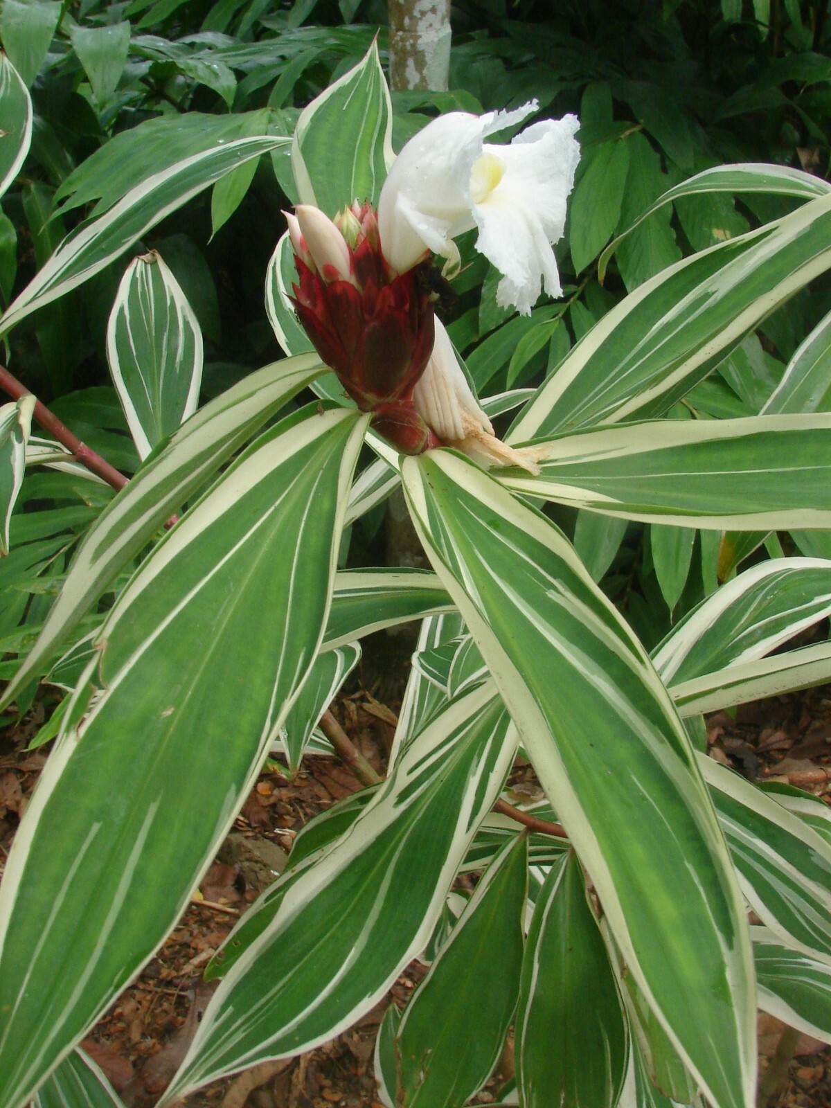 ~DARCY~ Costus speciosus Variegata SPIRAL FLAG GINGER NOT Rhizome sml ...