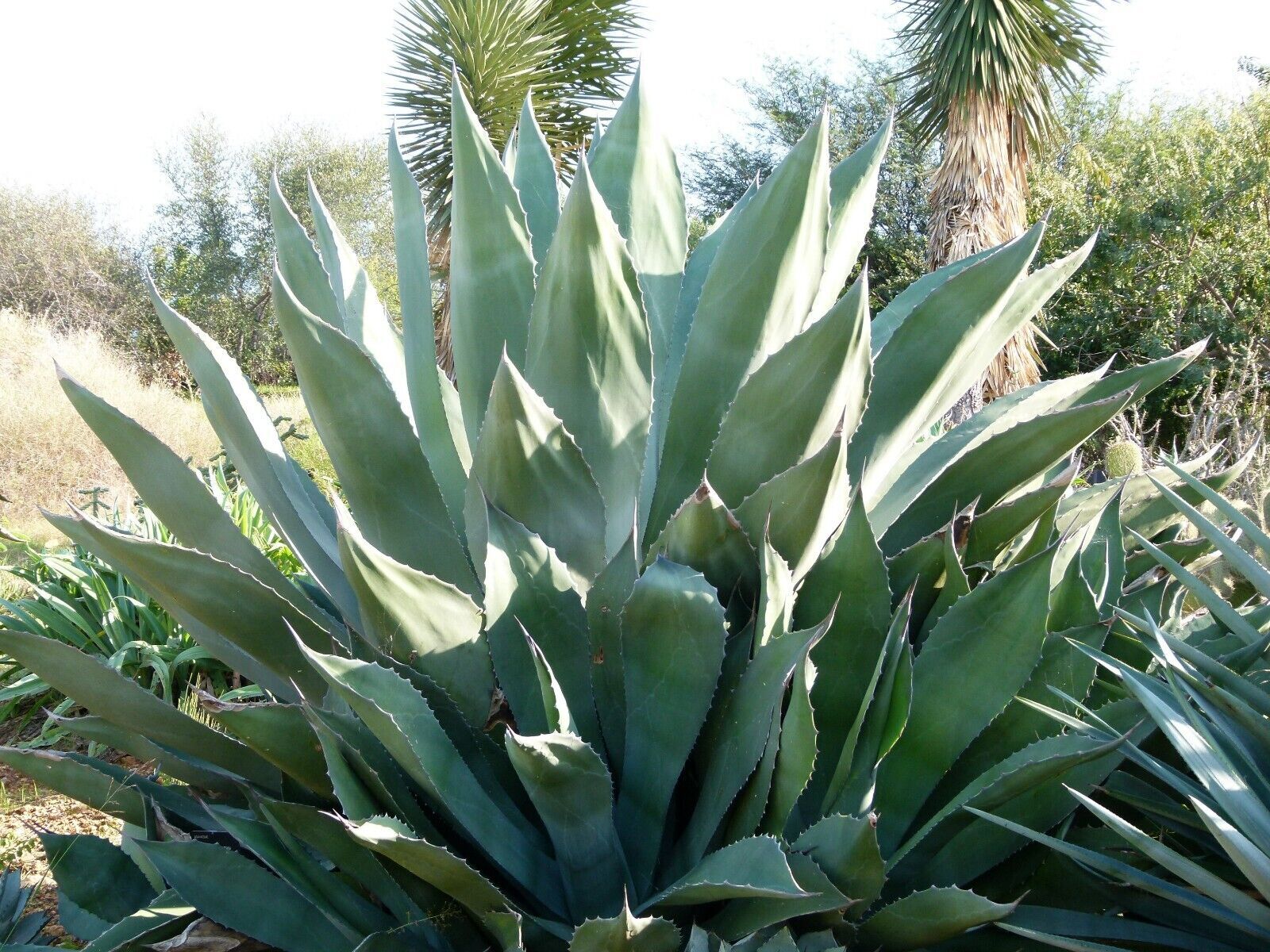 Agave Marmorata - Marbled Agave - Medium-Sized Evergreen Succulent - 10 ...