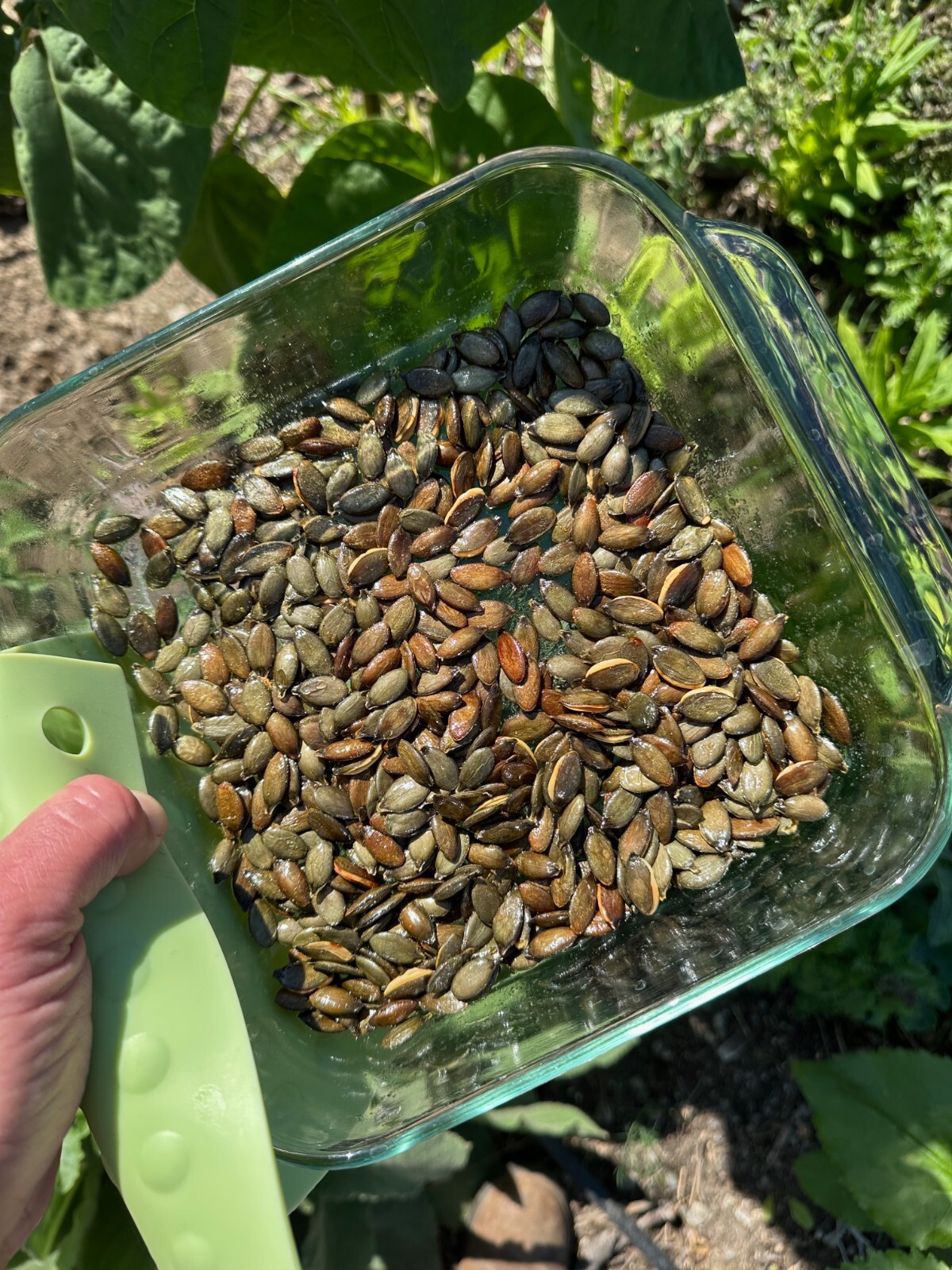 Styrian Hulless Pumpkin Seeds for Planting: Non-GMO Seed Packet or Bulk ...