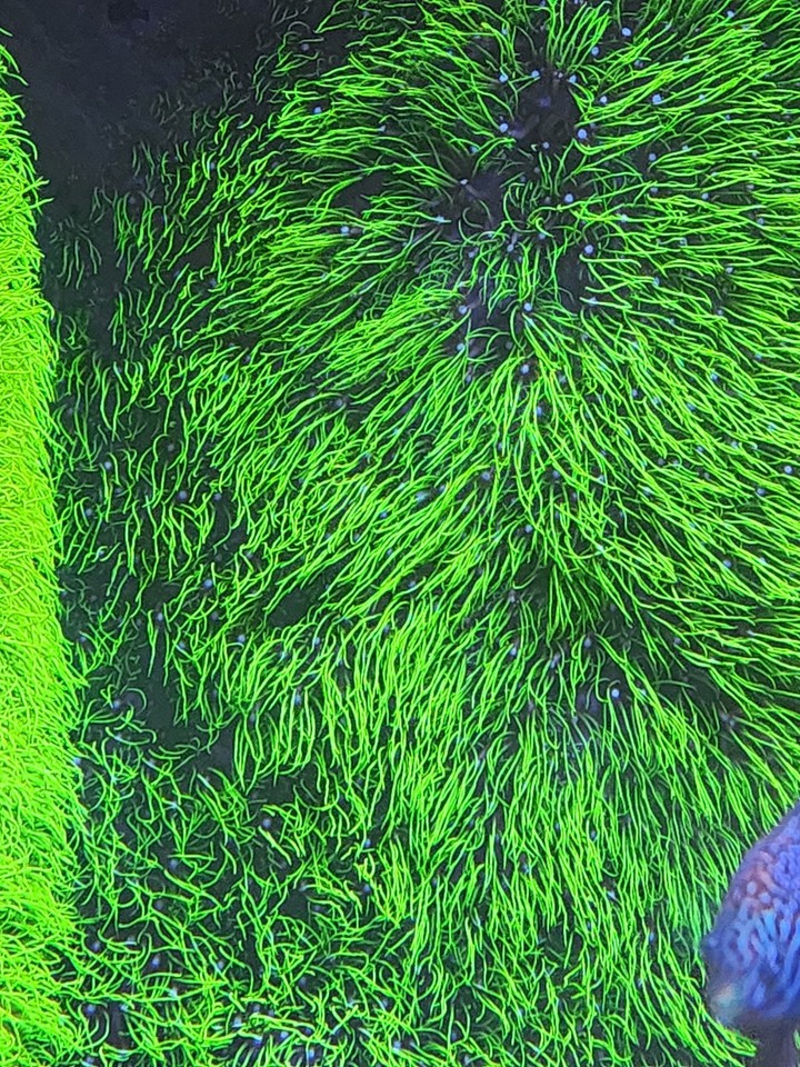 Live Ultra Green Star Polyp Coral 8"x4" Sheet | eBay