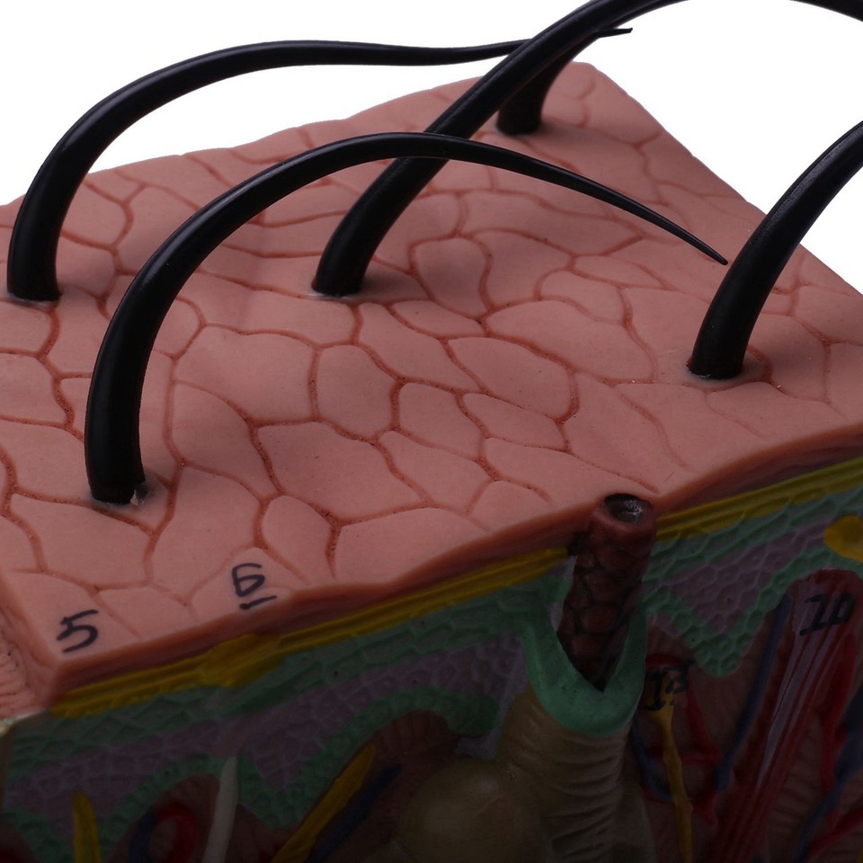 Skin Model, 35X Skin and Hair Structure Enlarge Model Anatomical ...